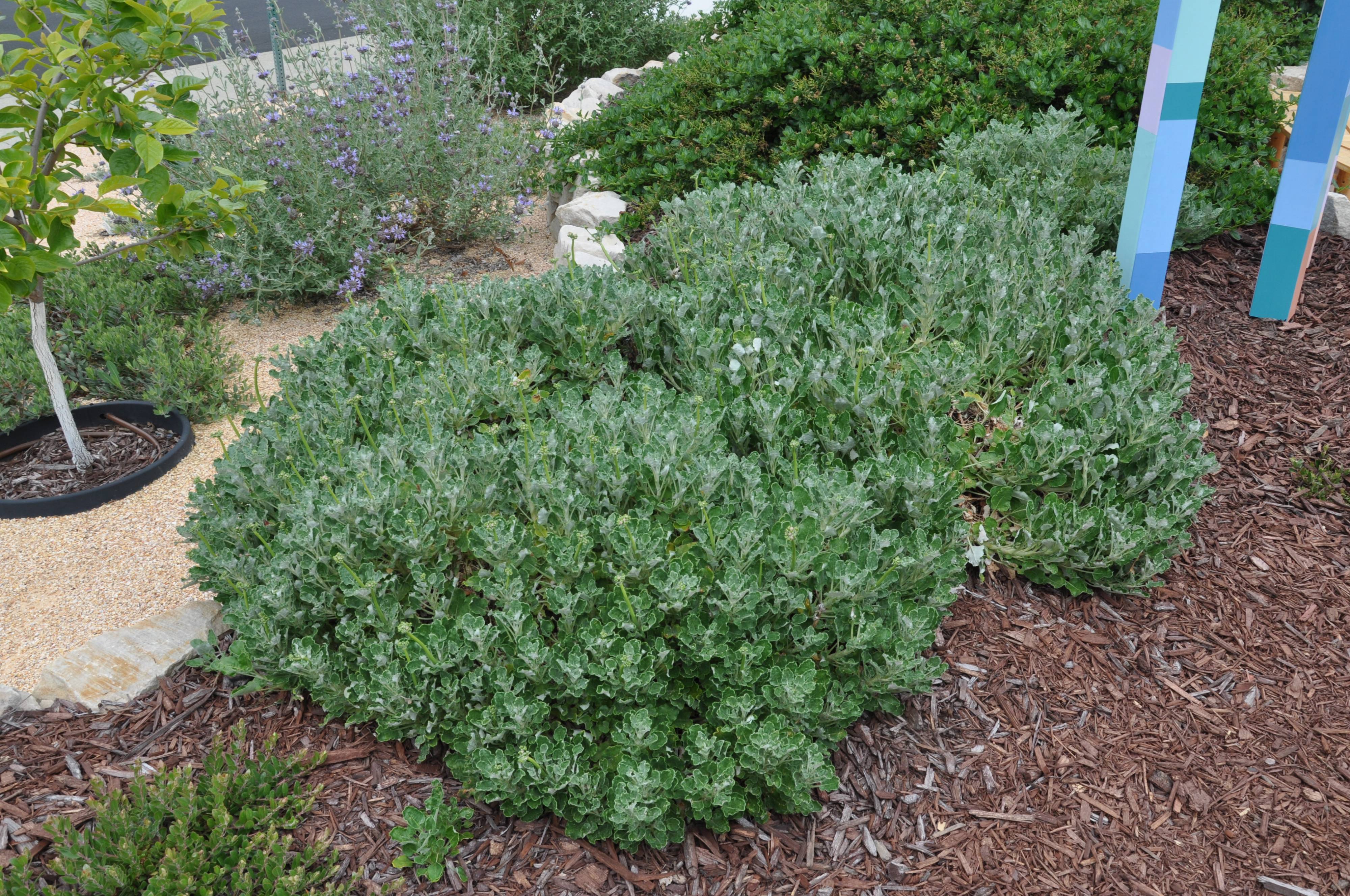 Eriogonum grande v. rubescens - San Miguel Island Buckwheat, Red ...