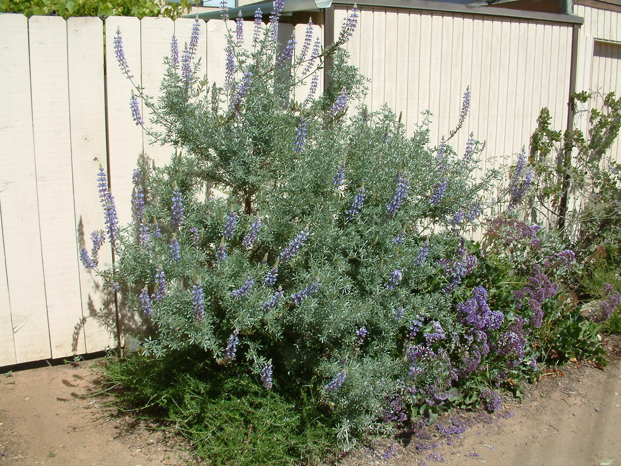 Lupinus arboreus - Tree Lupine | PlantMaster