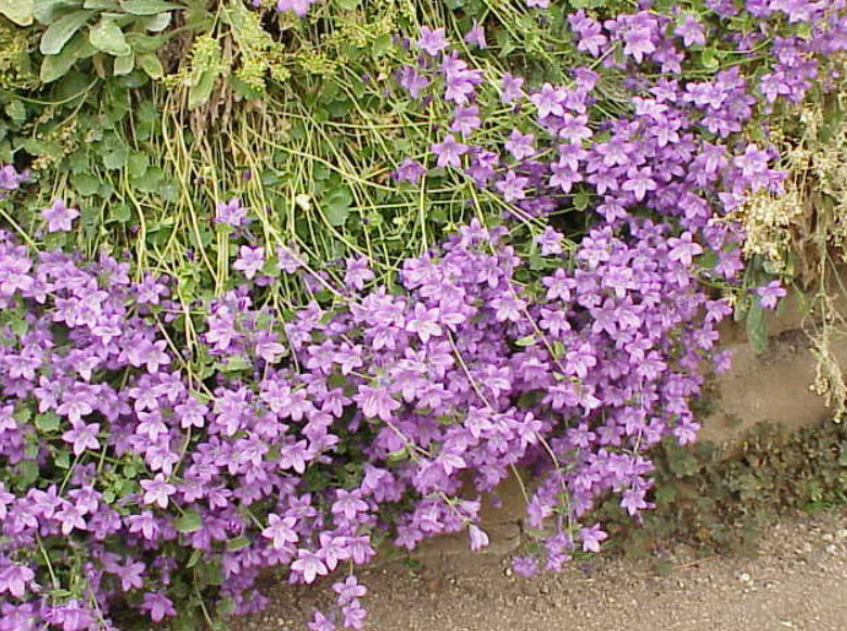 Campanula portenschlagiana - Dalmation Bellflower | PlantMaster