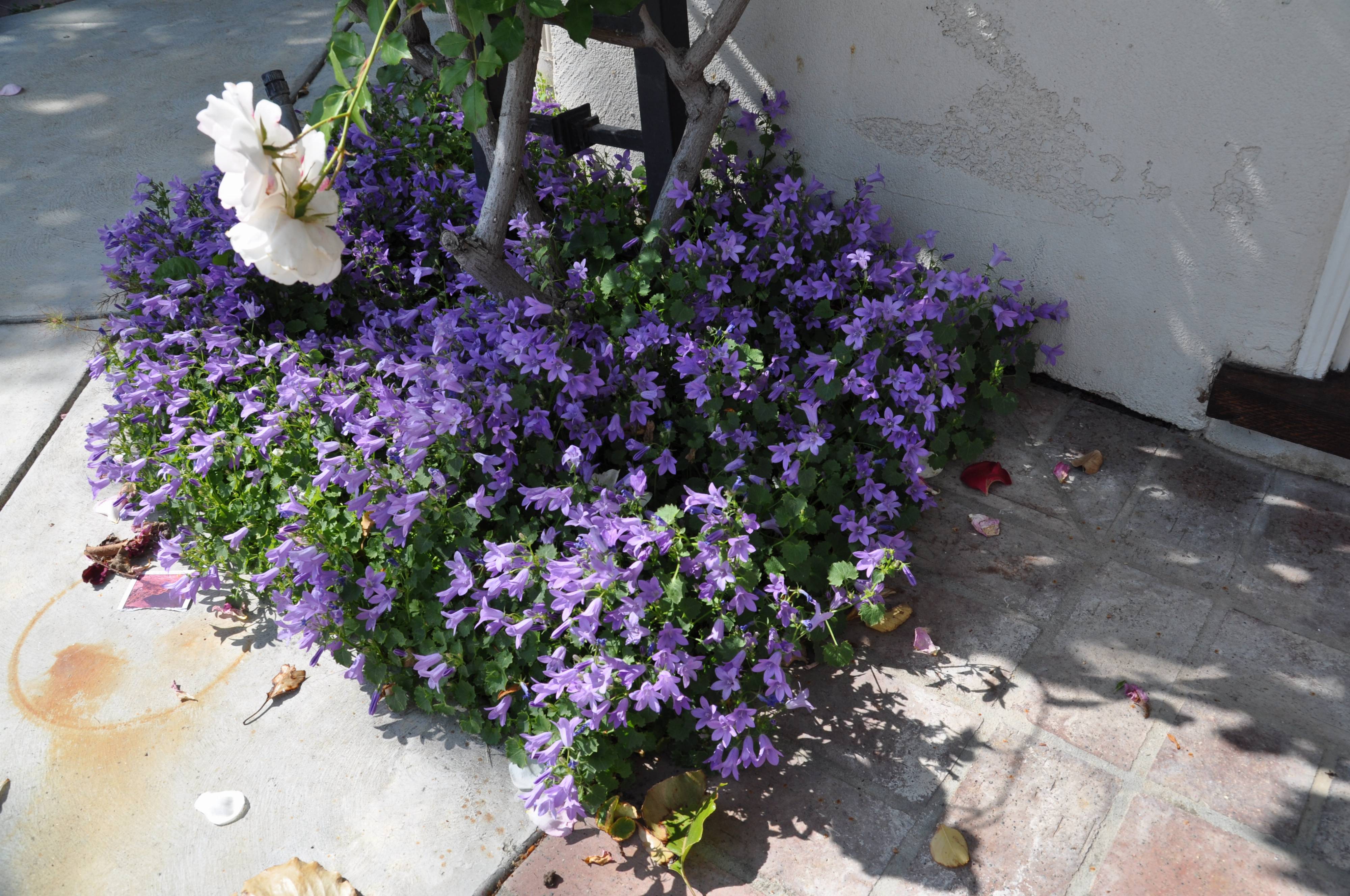 Campanula portenschlagiana - Dalmation Bellflower | PlantMaster