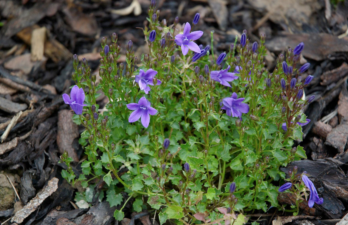 Campanula portenschlagiana - Dalmation Bellflower | PlantMaster