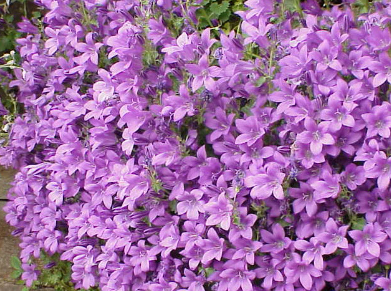 Campanula portenschlagiana - Dalmation Bellflower | PlantMaster