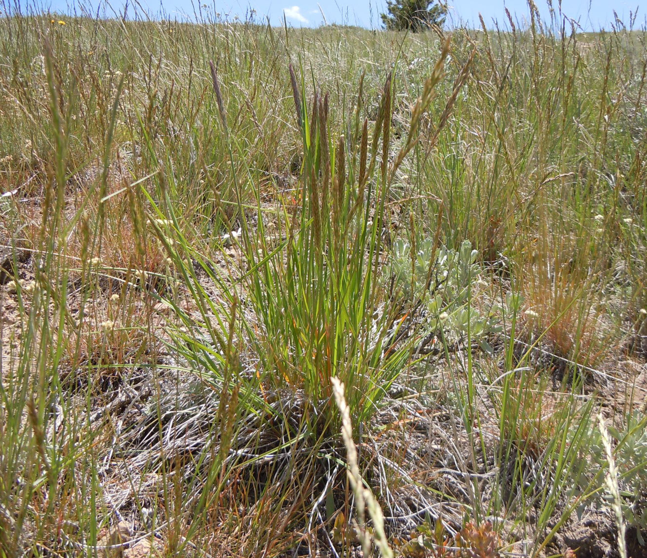 Koeleria macrantha - June Grass | PlantMaster