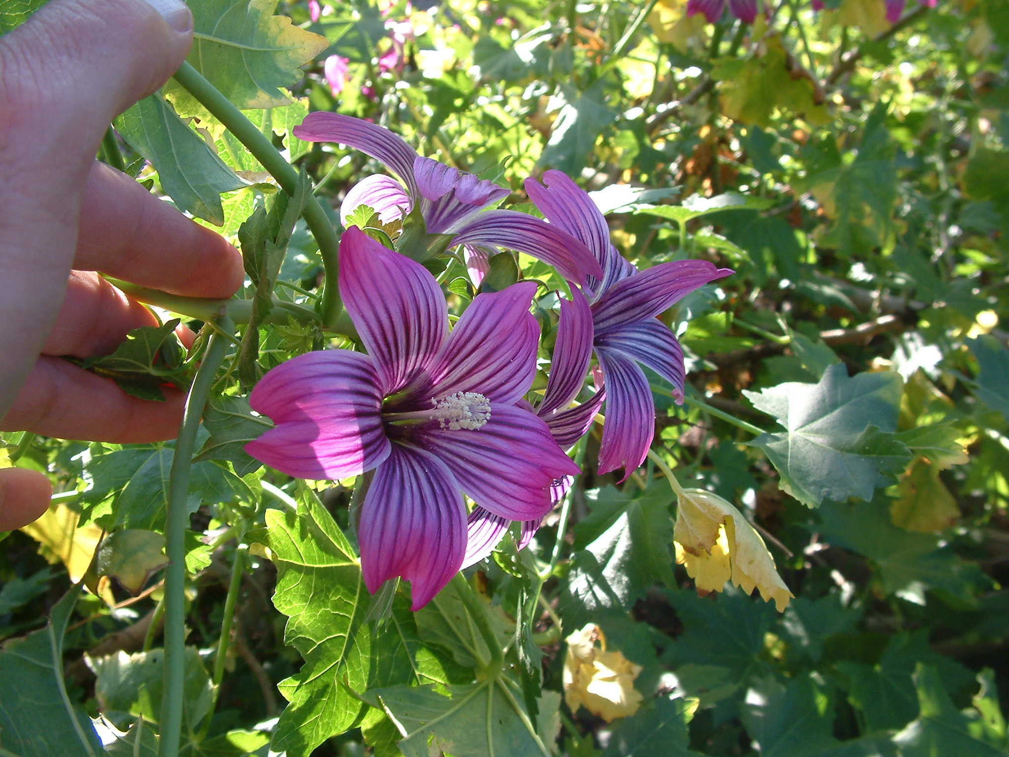 Lavatera Assurgentiflora Island Mallow Plant Of The Month: December