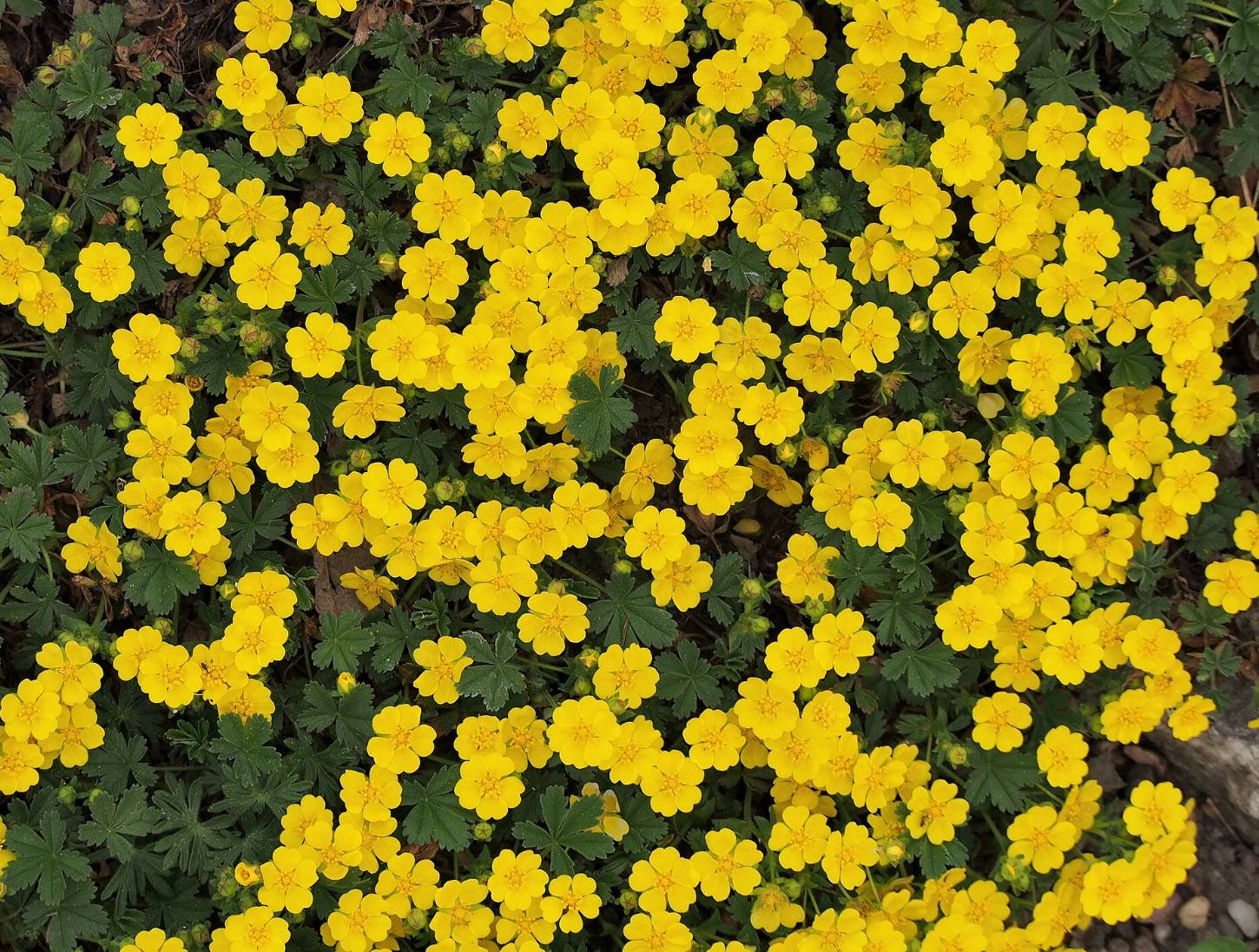 Potentilla neumanniana - Cinquefoil | PlantMaster