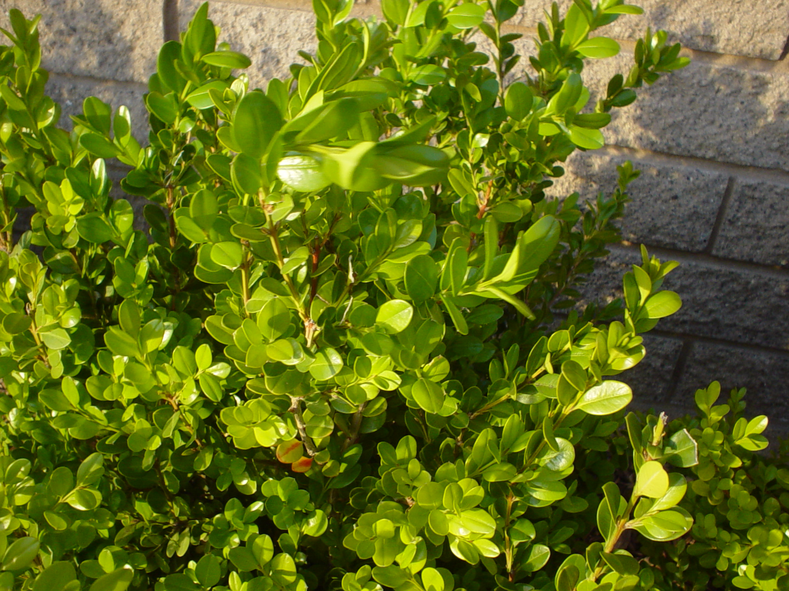 Buxus Microphylla Leaf