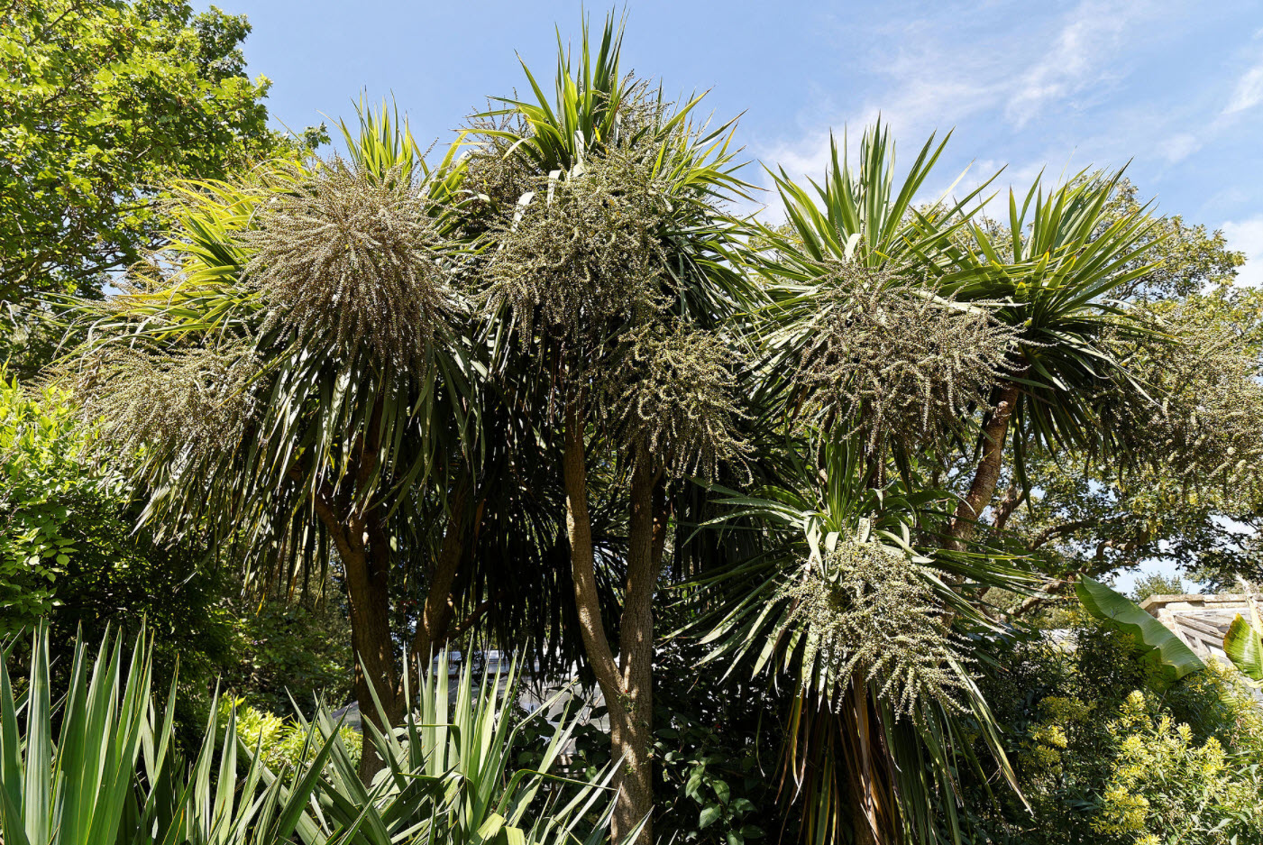 Cordyline australis - Australian Dracaena | PlantMaster