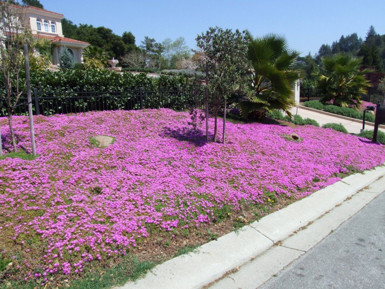 Ice Plant Ground Cover Florida Purple And White Flowers Of An