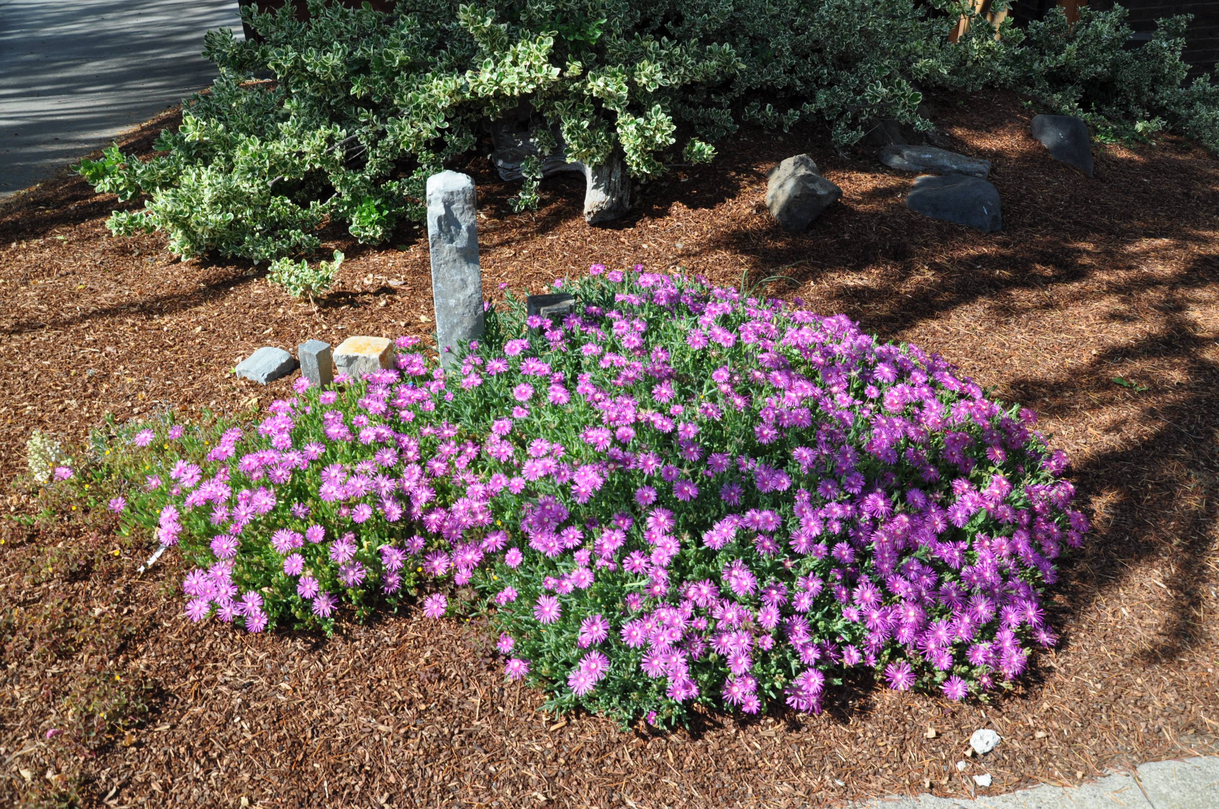 Ice Plant Ground Cover Florida Purple And White Flowers Of An
