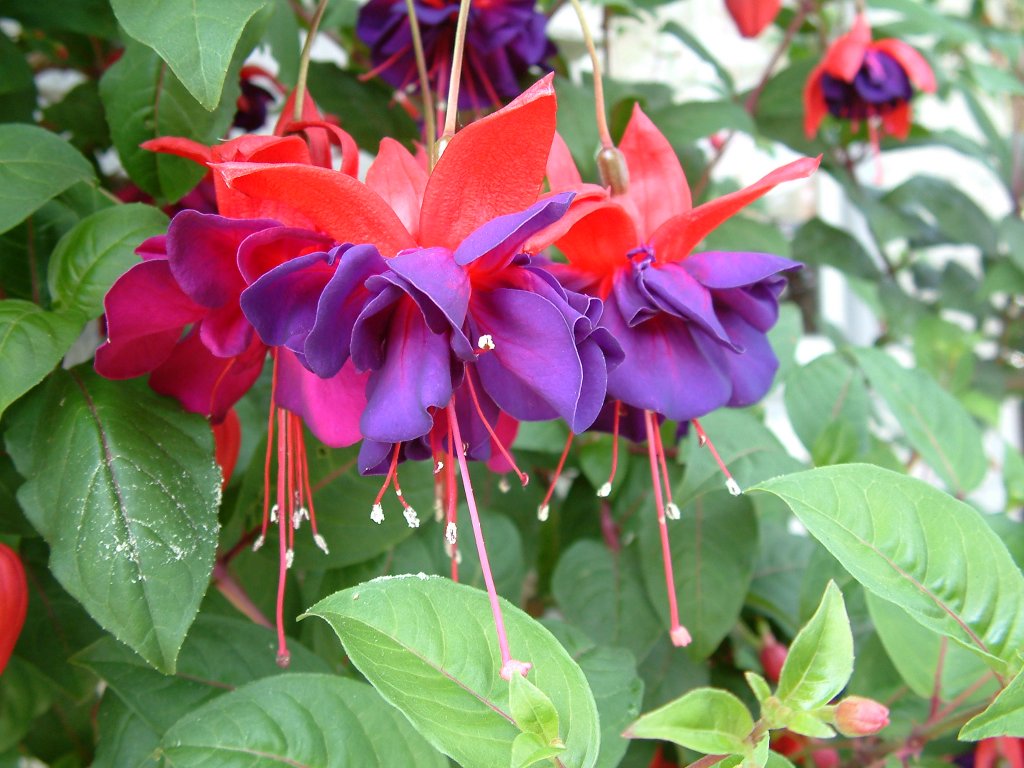 Fuchsia x hybrida - Fuchsia Hybrids | PlantMaster