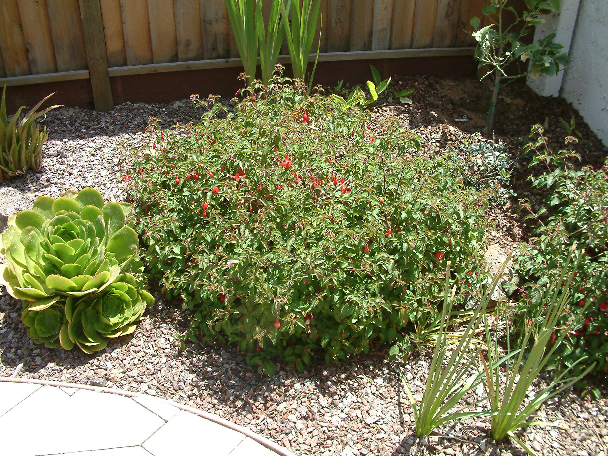Fuchsia x hybrida - Fuchsia Hybrids | PlantMaster