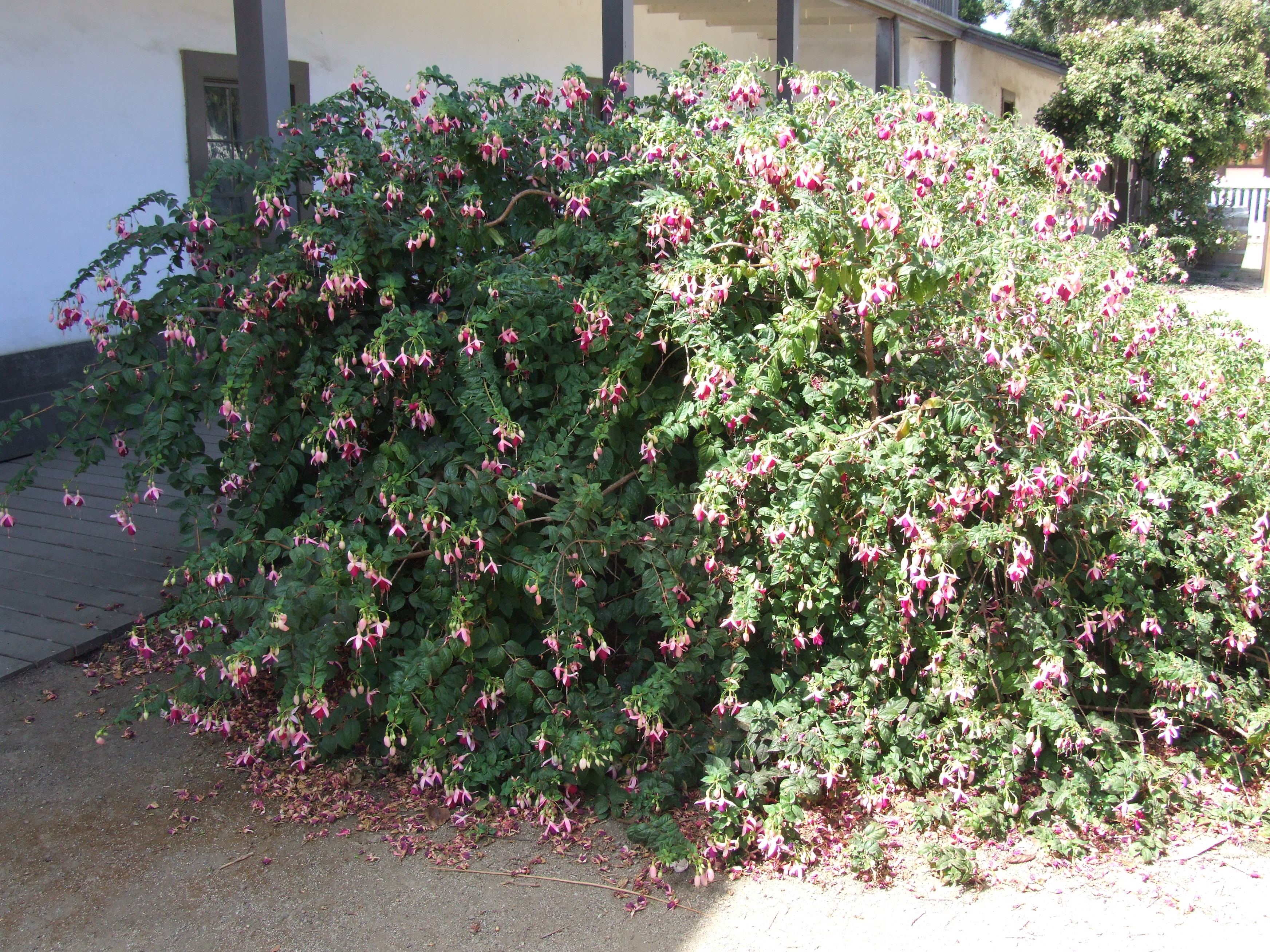 Fuchsia x hybrida - Fuchsia Hybrids | PlantMaster