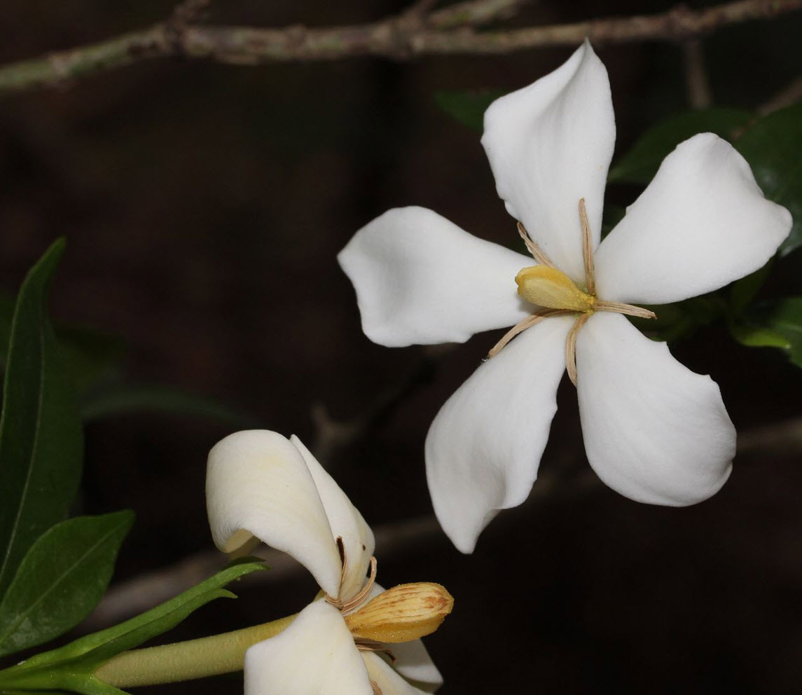 Gardenia jasminoides - Gardenia | PlantMaster