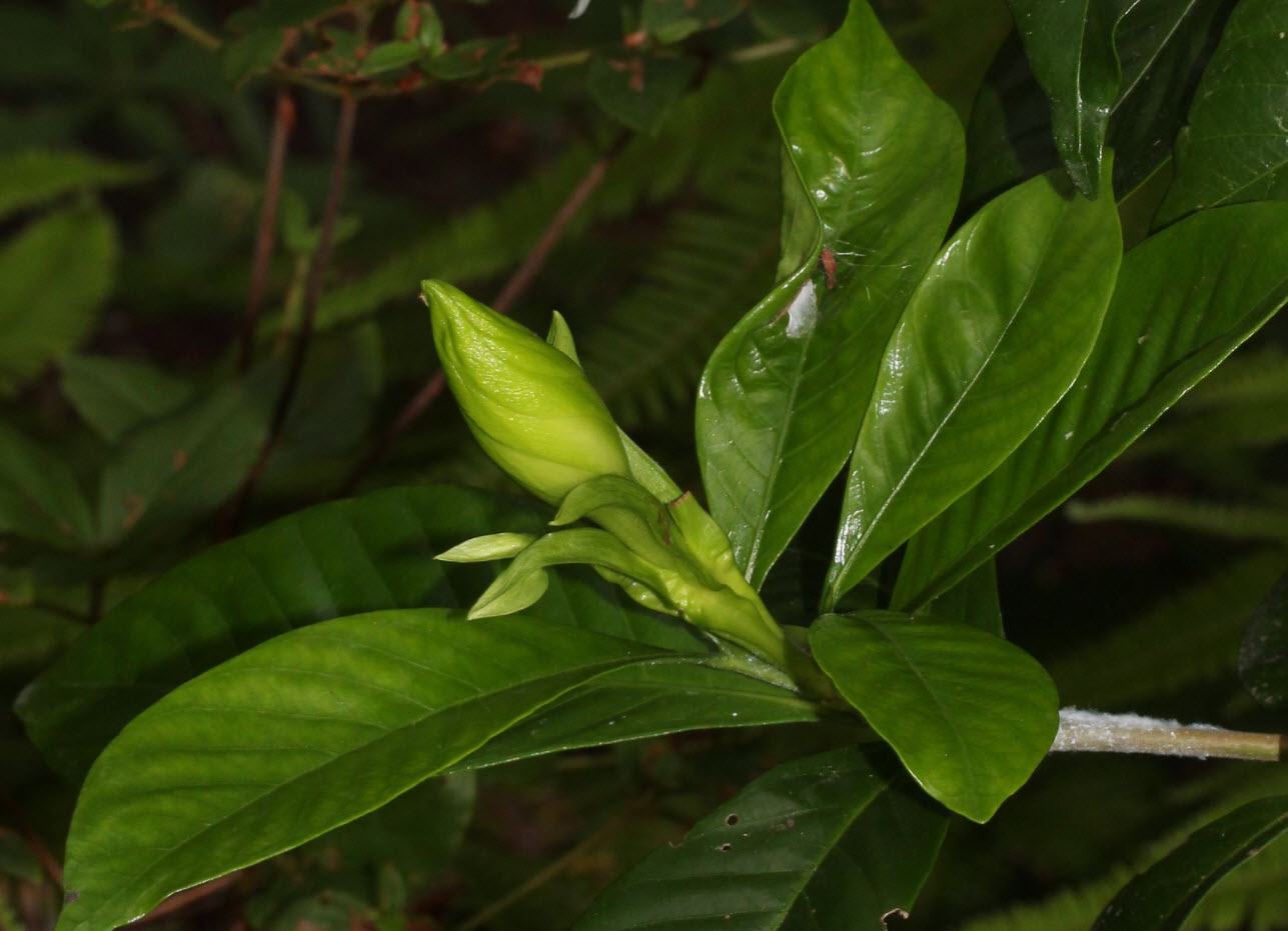 Gardenia jasminoides - Gardenia | PlantMaster