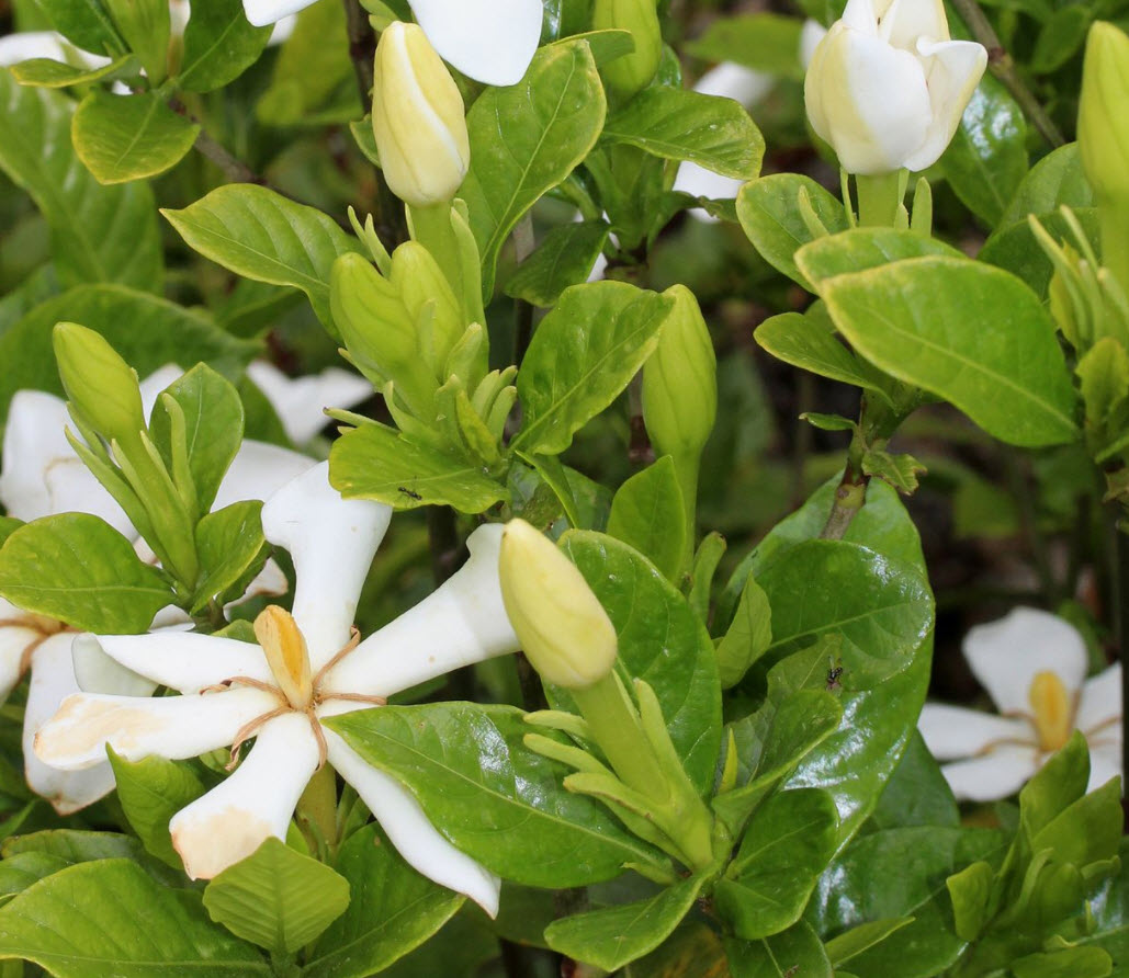 Gardenia jasminoides - Gardenia | PlantMaster