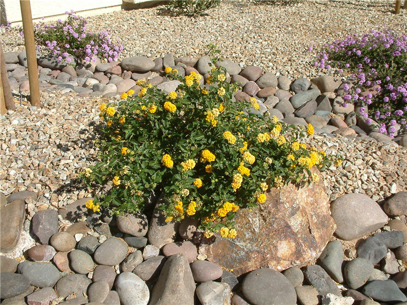 Landscaping With Lantana Buy New Gold Cold Hardy Lantana | FREE