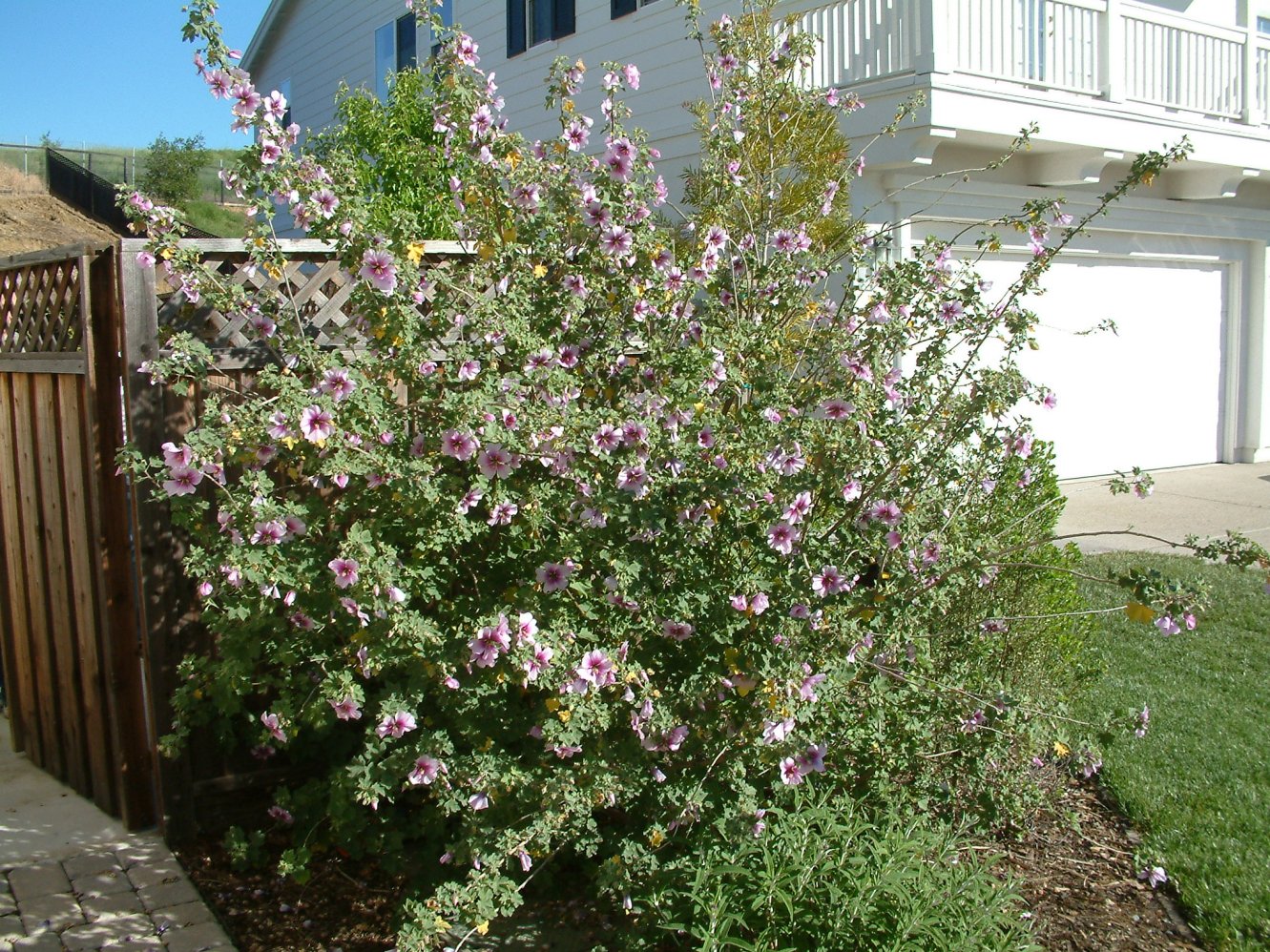 Lavatera maritima - Bush Mallow, Mediterranean Tree Mallow | PlantMaster
