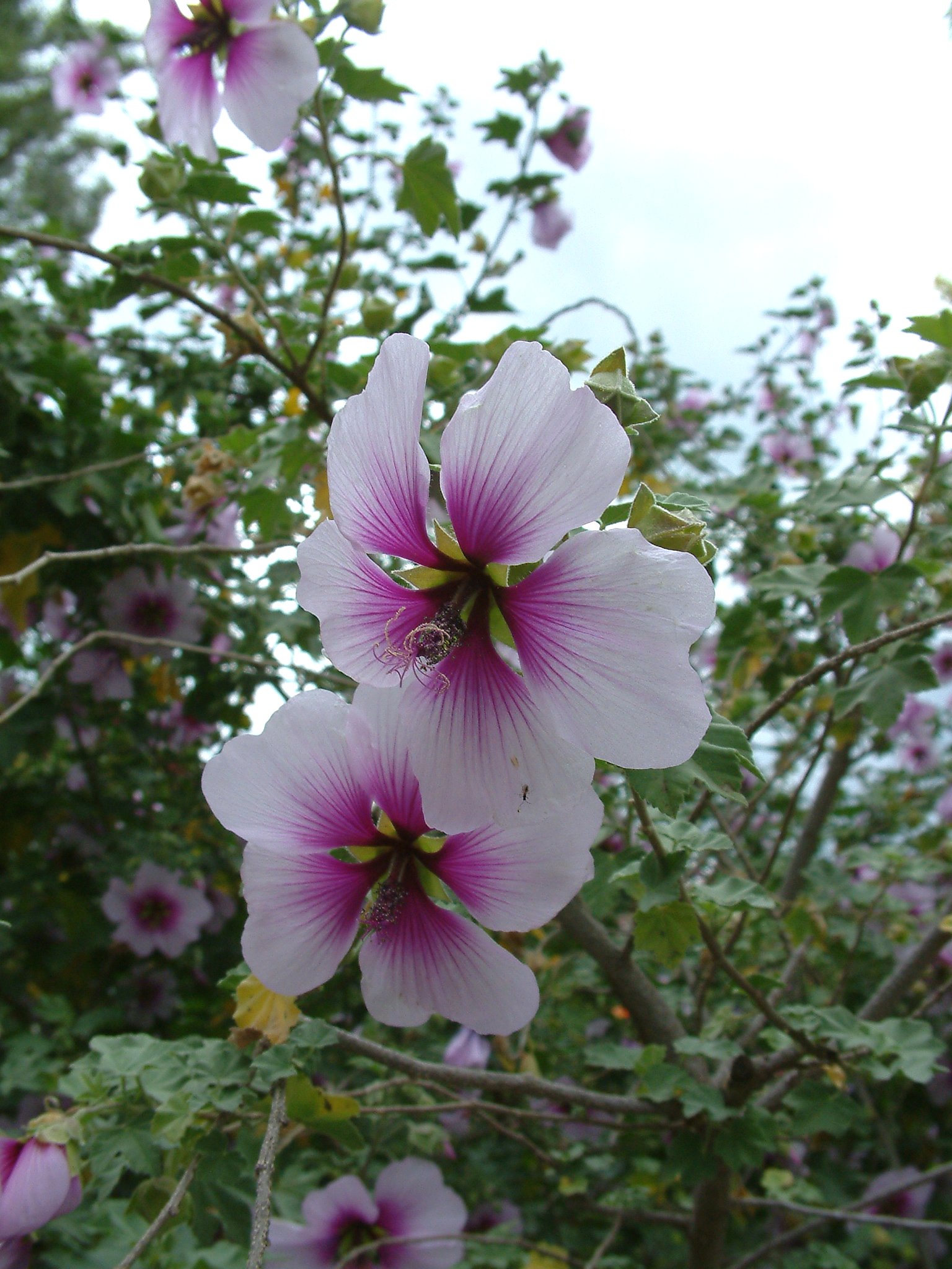 Lavatera maritima - Bush Mallow, Mediterranean Tree Mallow | PlantMaster