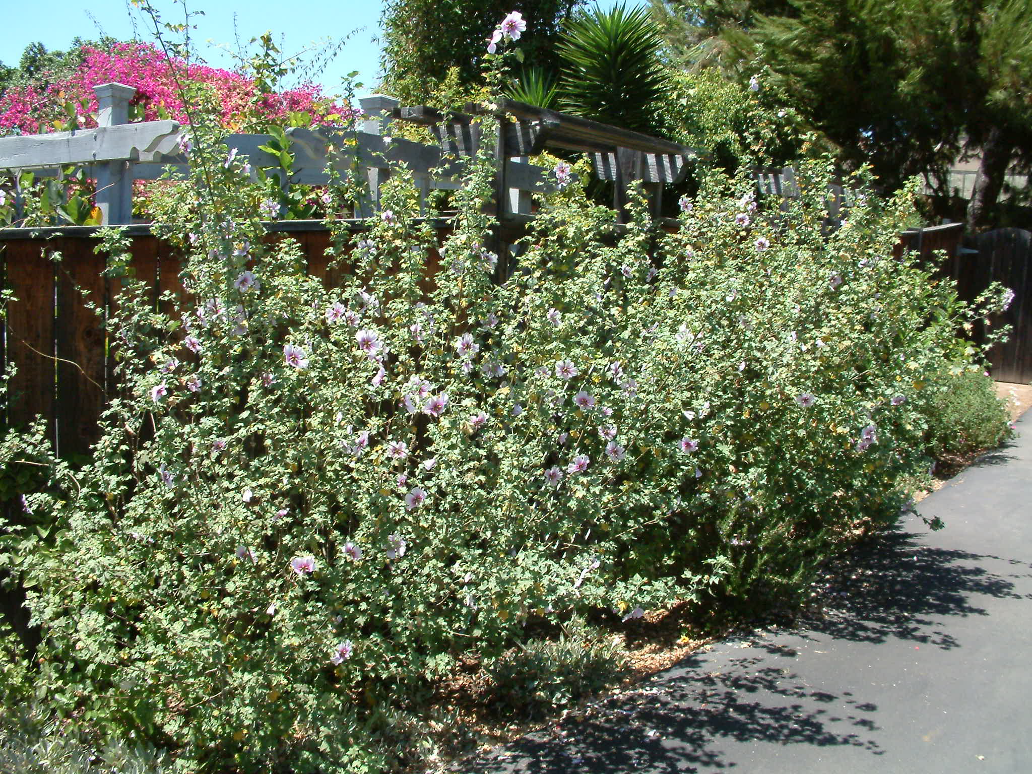 Lavatera maritima - Bush Mallow, Mediterranean Tree Mallow | PlantMaster