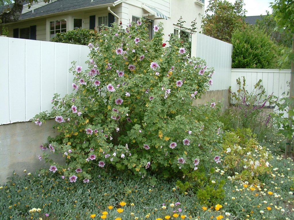 Lavatera maritima - Bush Mallow, Mediterranean Tree Mallow | PlantMaster