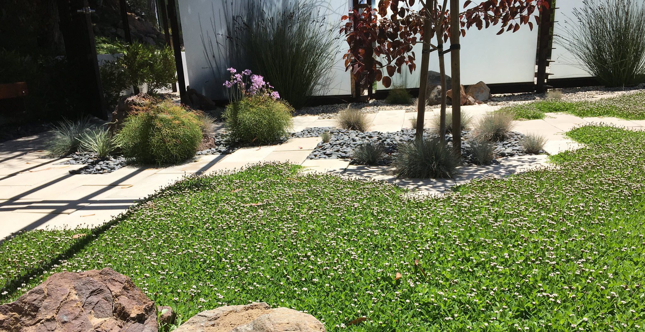 Lippia nodiflora - Kurapia | PlantMaster