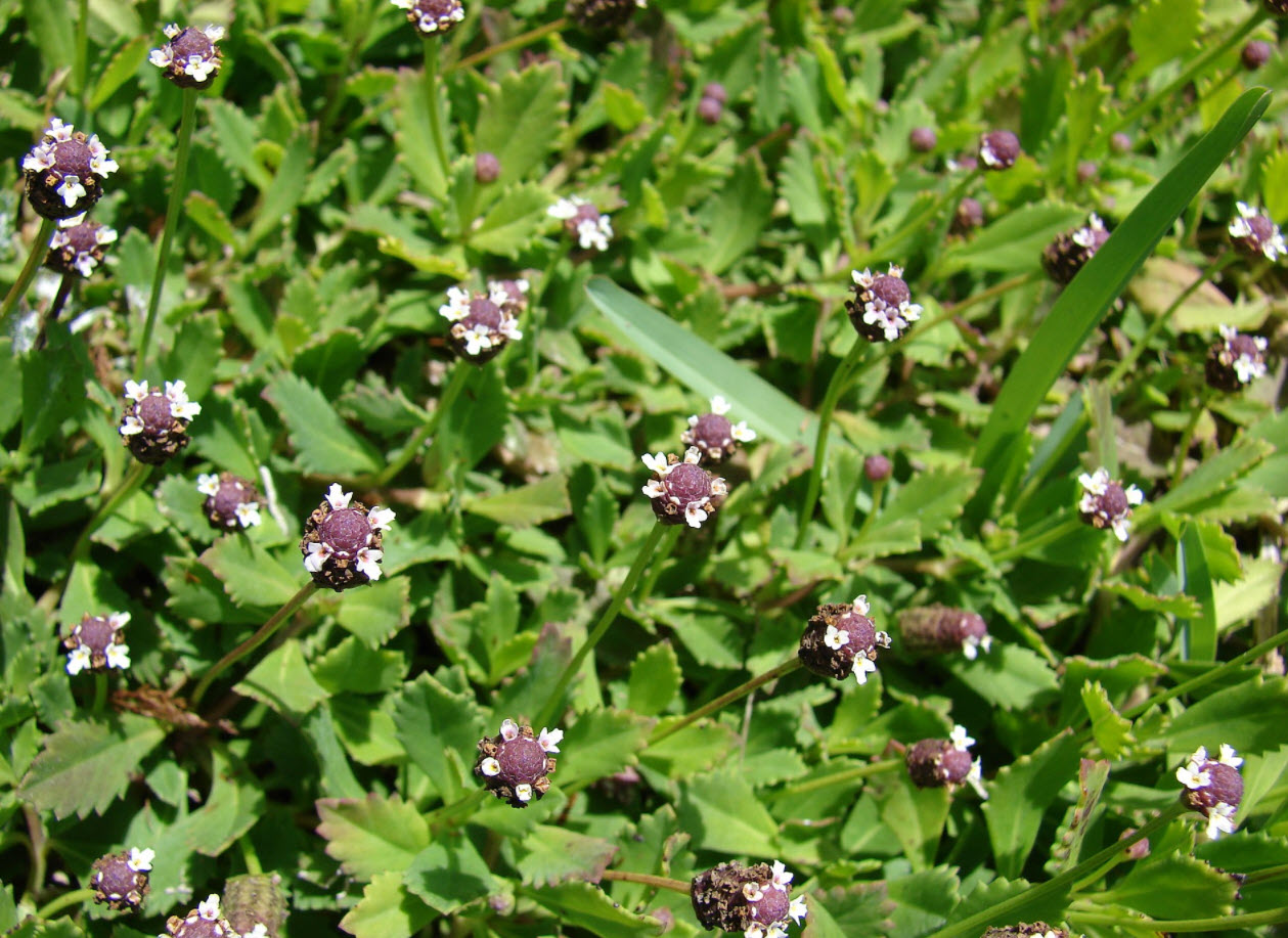 Lippia nodiflora - Kurapia | PlantMaster
