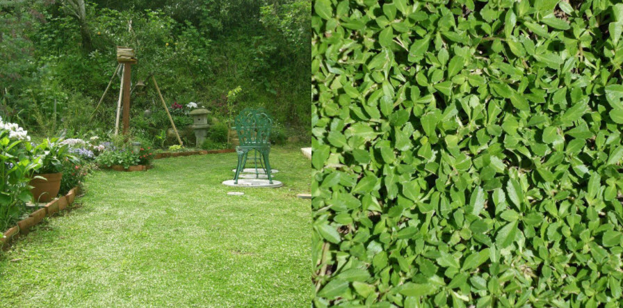 Lippia nodiflora - Kurapia | PlantMaster