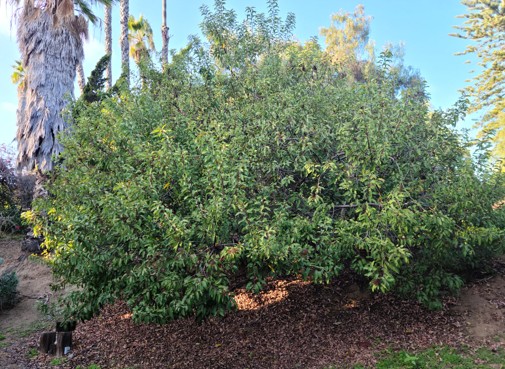Malosma laurina - Laurel Sumac | PlantMaster