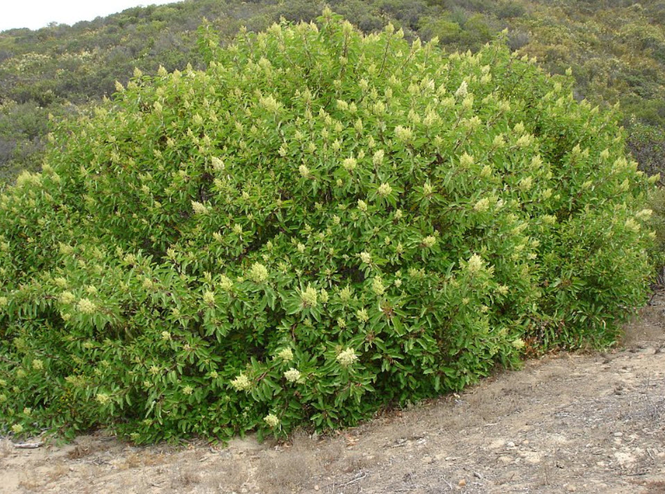 Malosma laurina - Laurel Sumac | PlantMaster