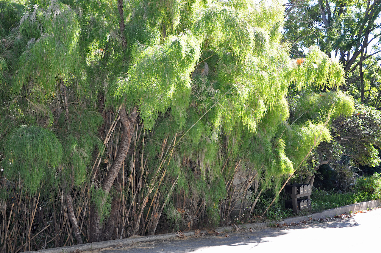 Mexican Weeping Bamboo