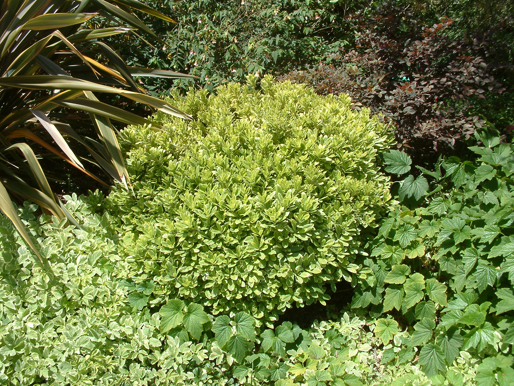Pittosporum Wheelers Anao Hanna's Garden Shop Pittosporum Wheeler's