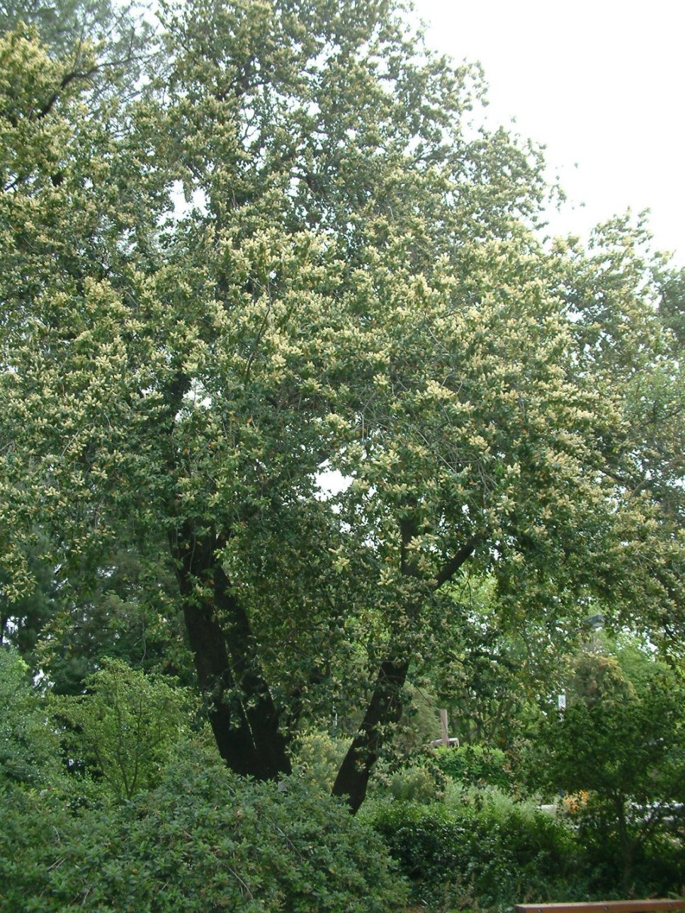 Prunus Ilicifolia Tree