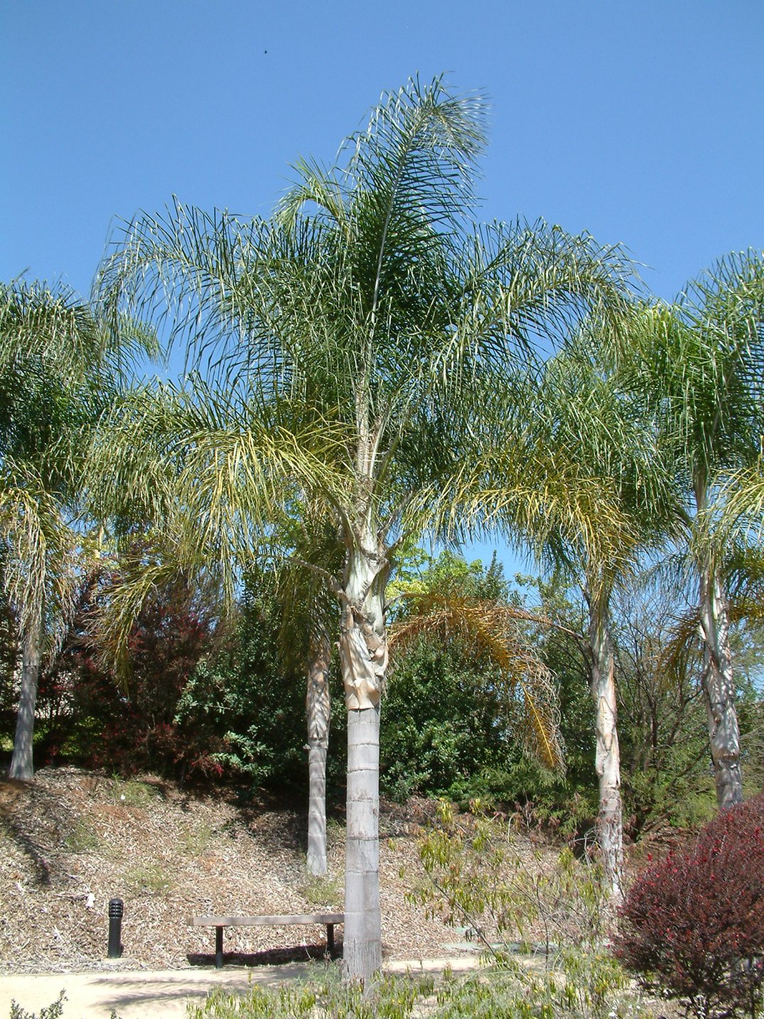 Syagrus romanzoffiana - Queen Palm | PlantMaster