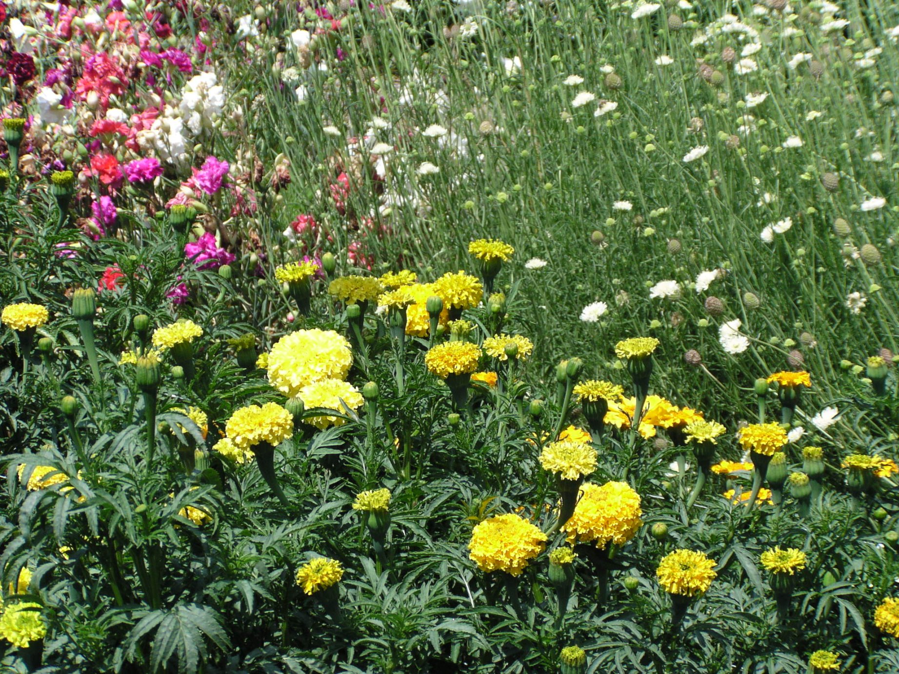 Tagetes erecta - American Marigold | PlantMaster