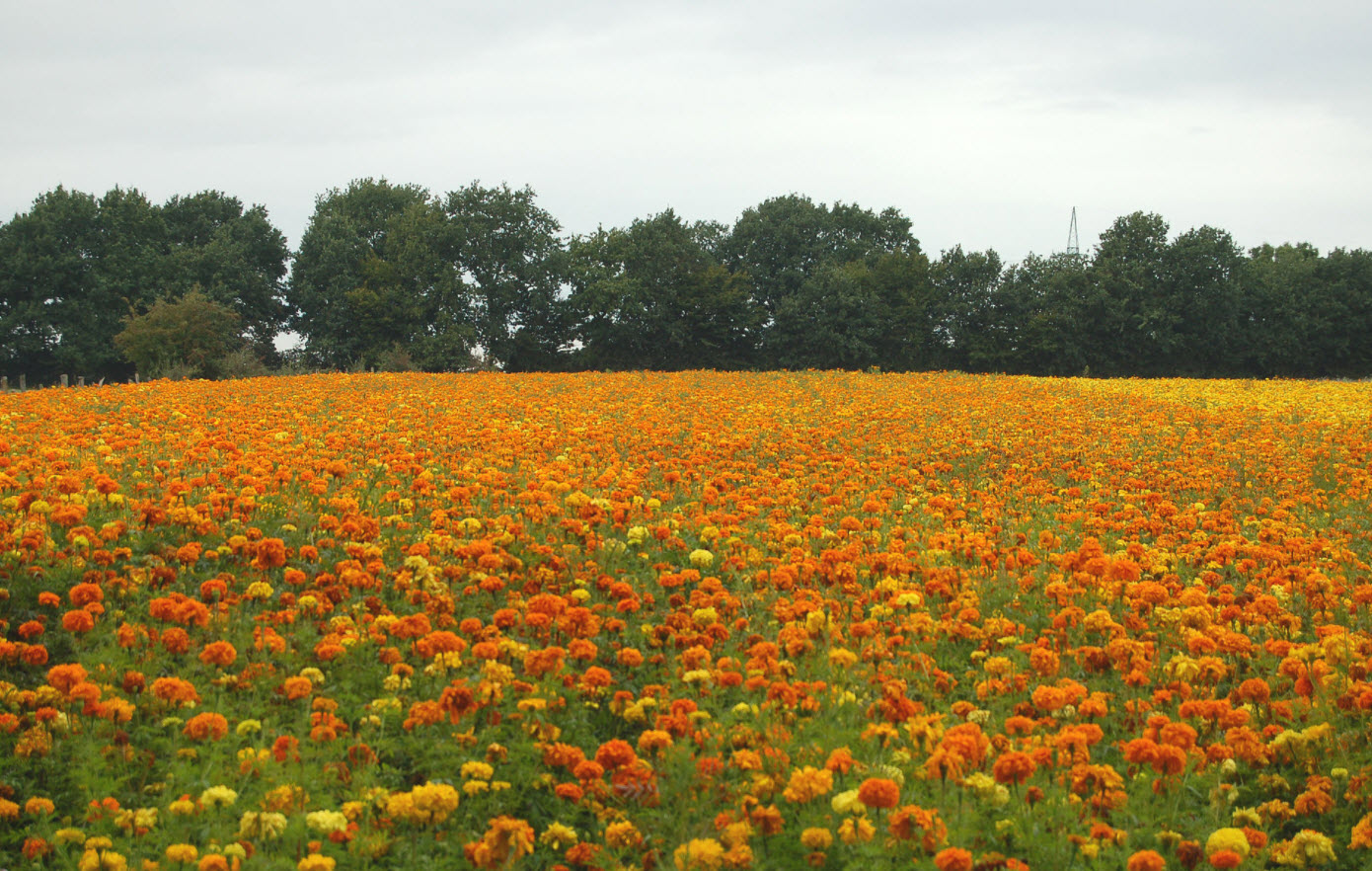 Tagetes erecta - American Marigold | PlantMaster