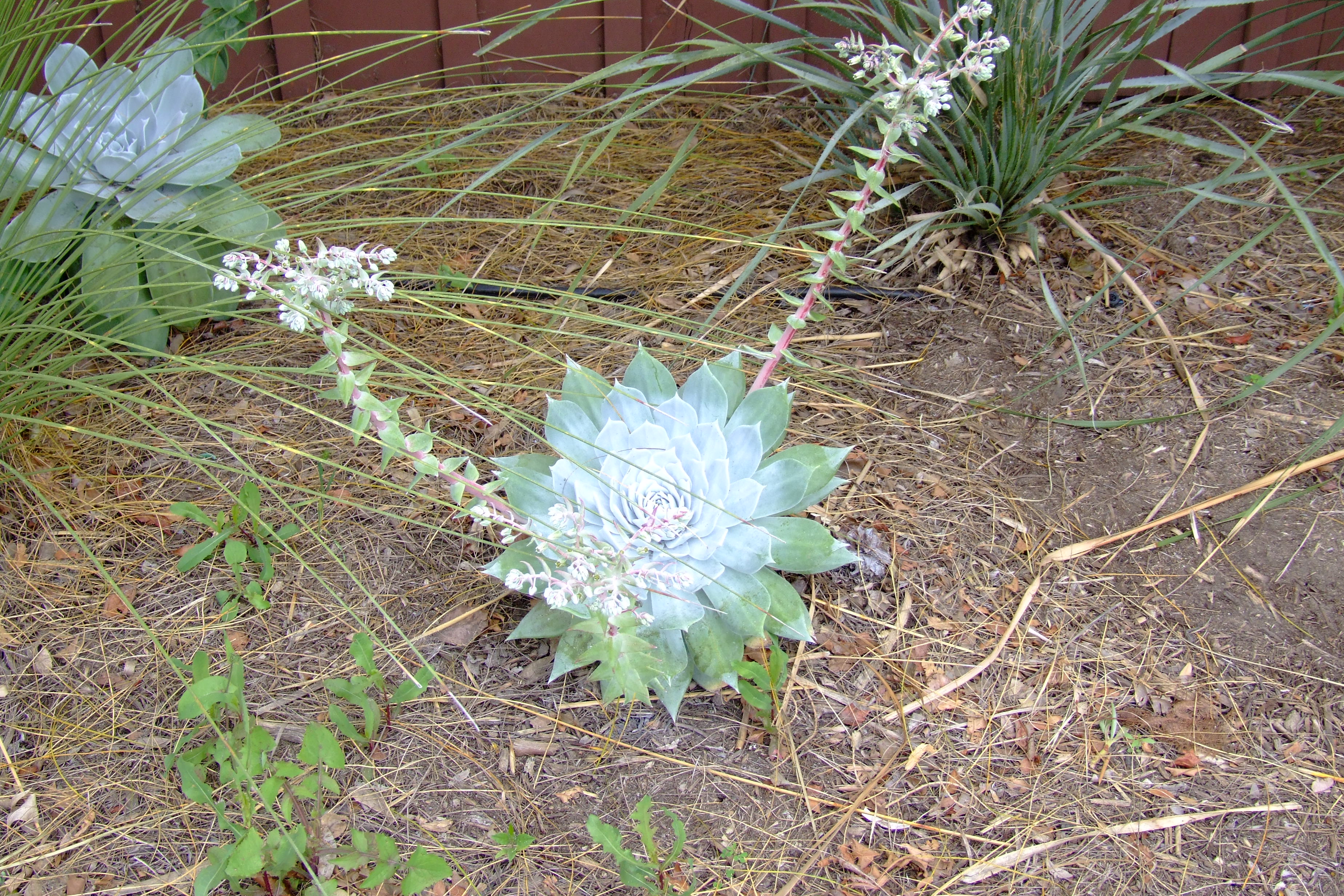 Dudleya Pulverulenta Chalk Lettuce 'Dudleya Pulverulenta' Fast