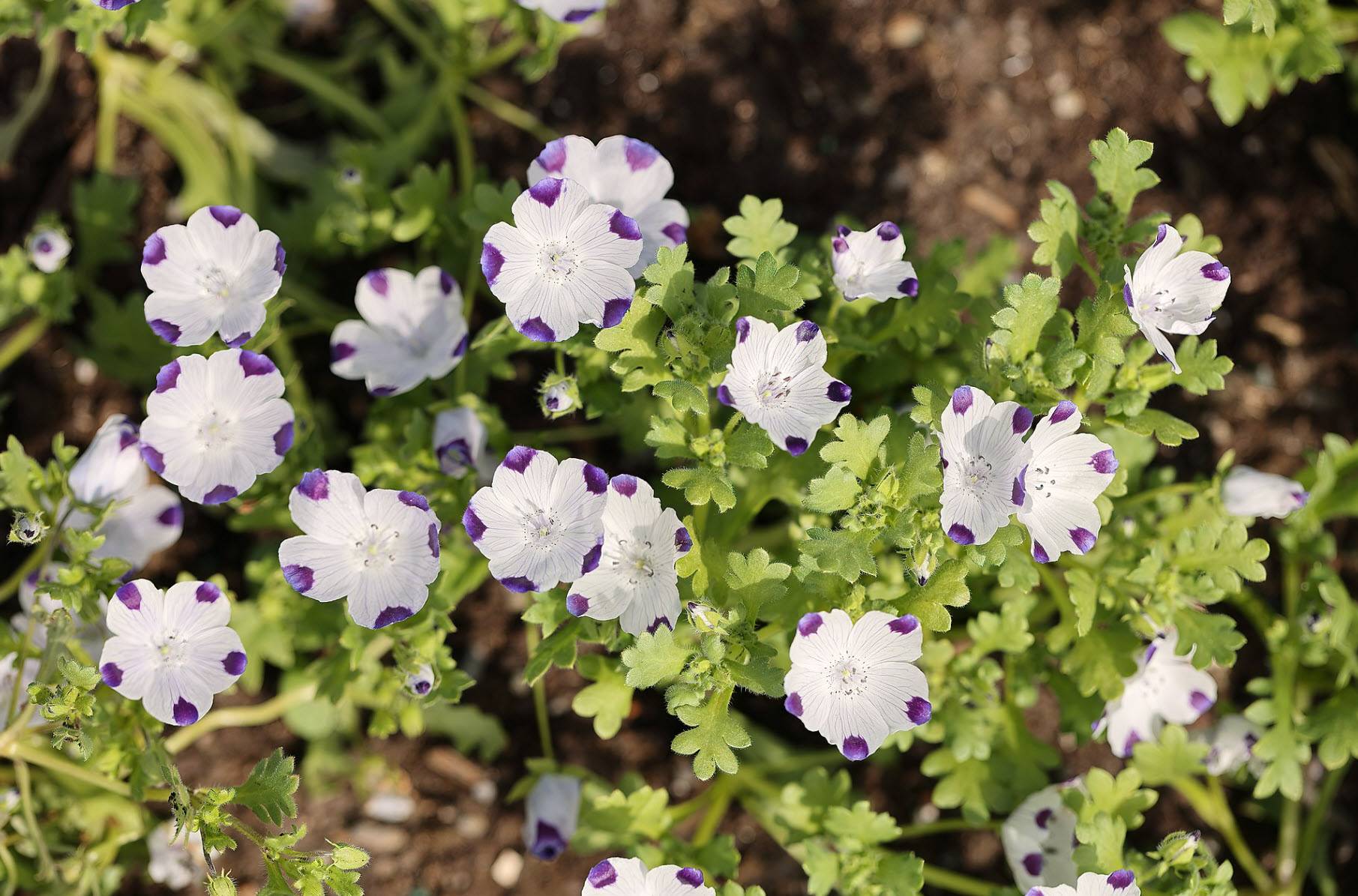 Five Spot Flower How To Grow Nemophila Maculata | EarthOne