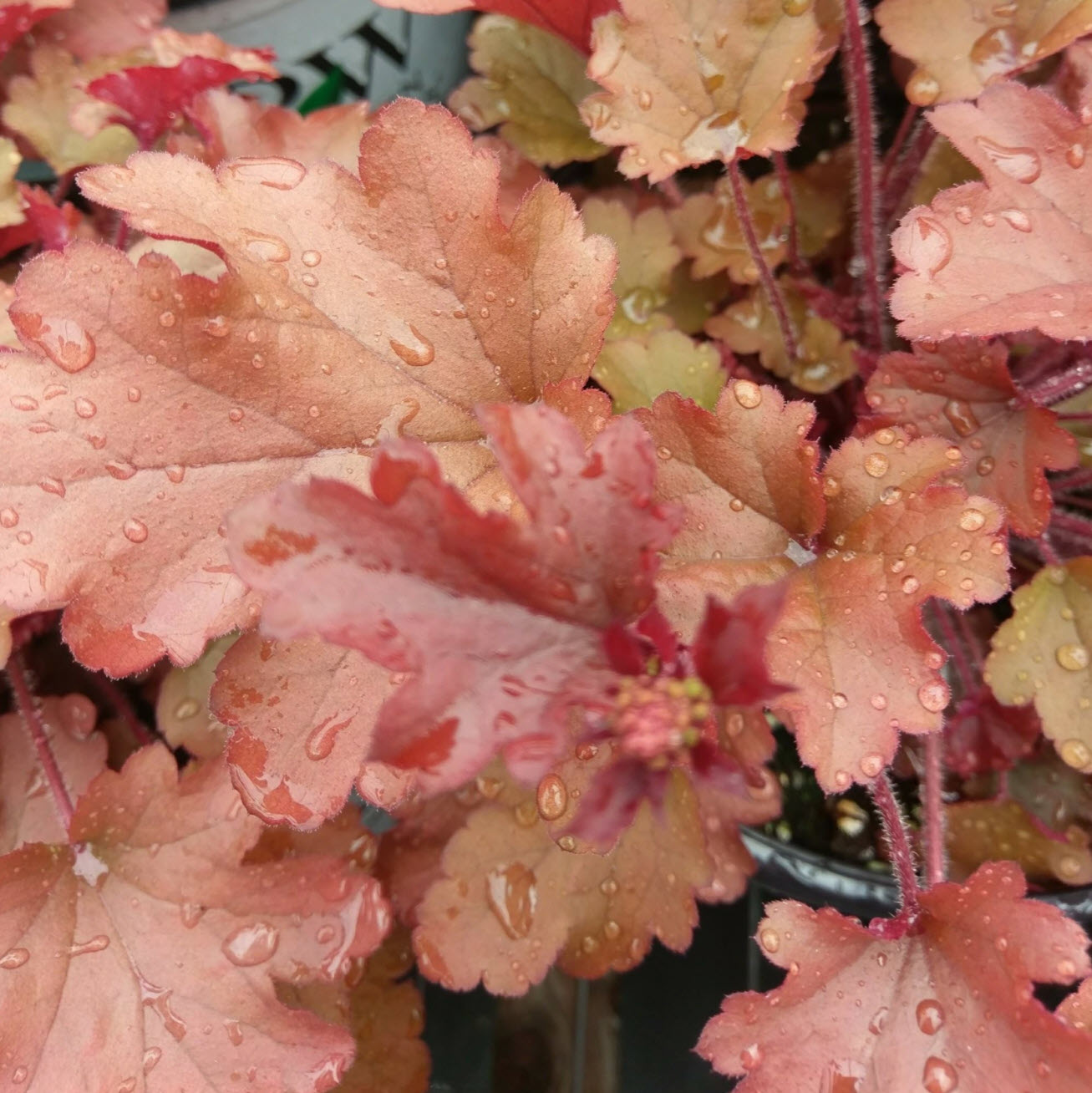Heuchera species - Coral Bells | PlantMaster
