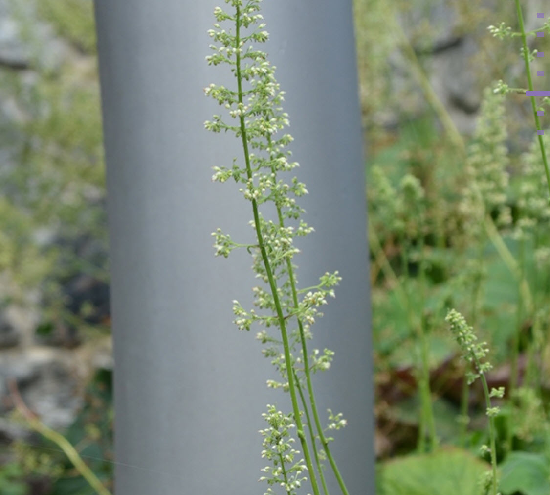 Heuchera species - Coral Bells | PlantMaster