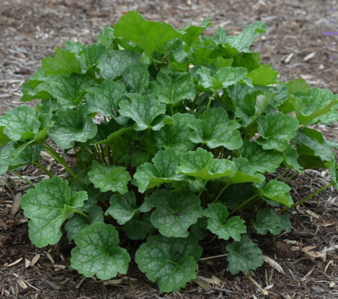 Heuchera species - Coral Bells | PlantMaster