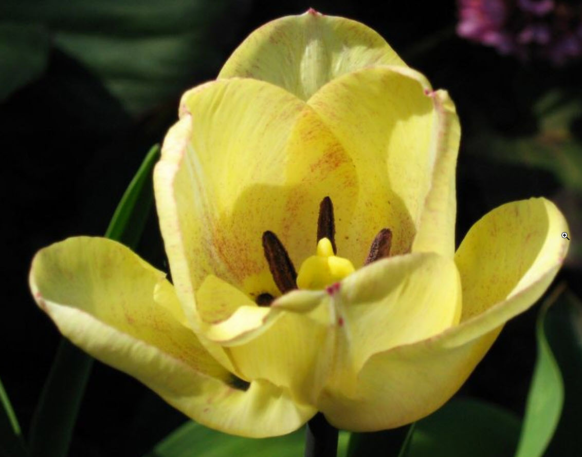 Tulipa hybrids - Garden Tulip | PlantMaster