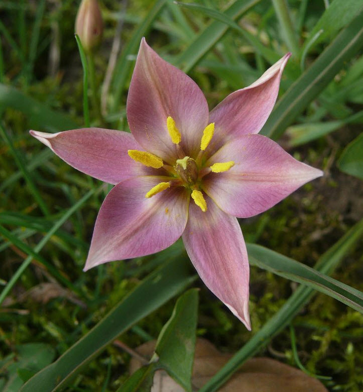Tulipa hybrids - Garden Tulip | PlantMaster