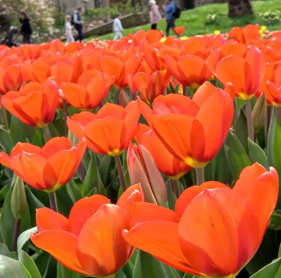 Tulipa hybrids - Garden Tulip | PlantMaster