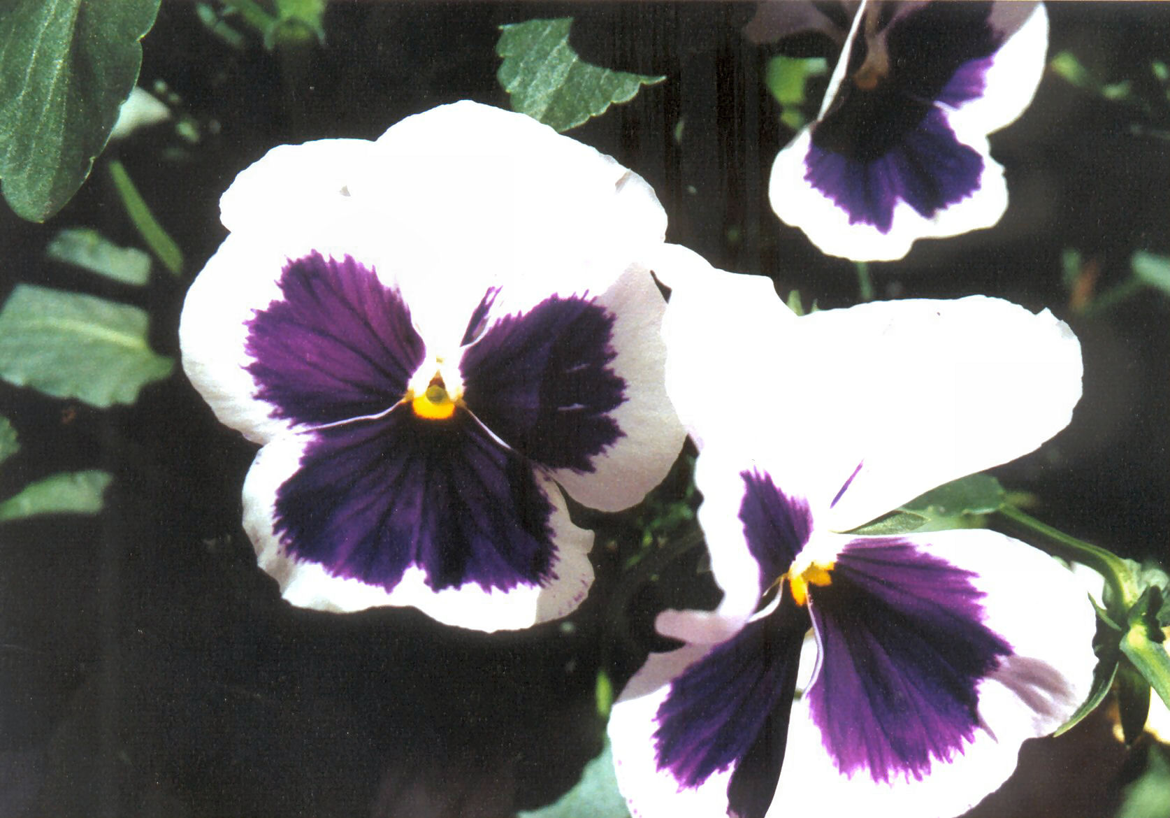 Viola x wittrockiana - Common Pansy | PlantMaster