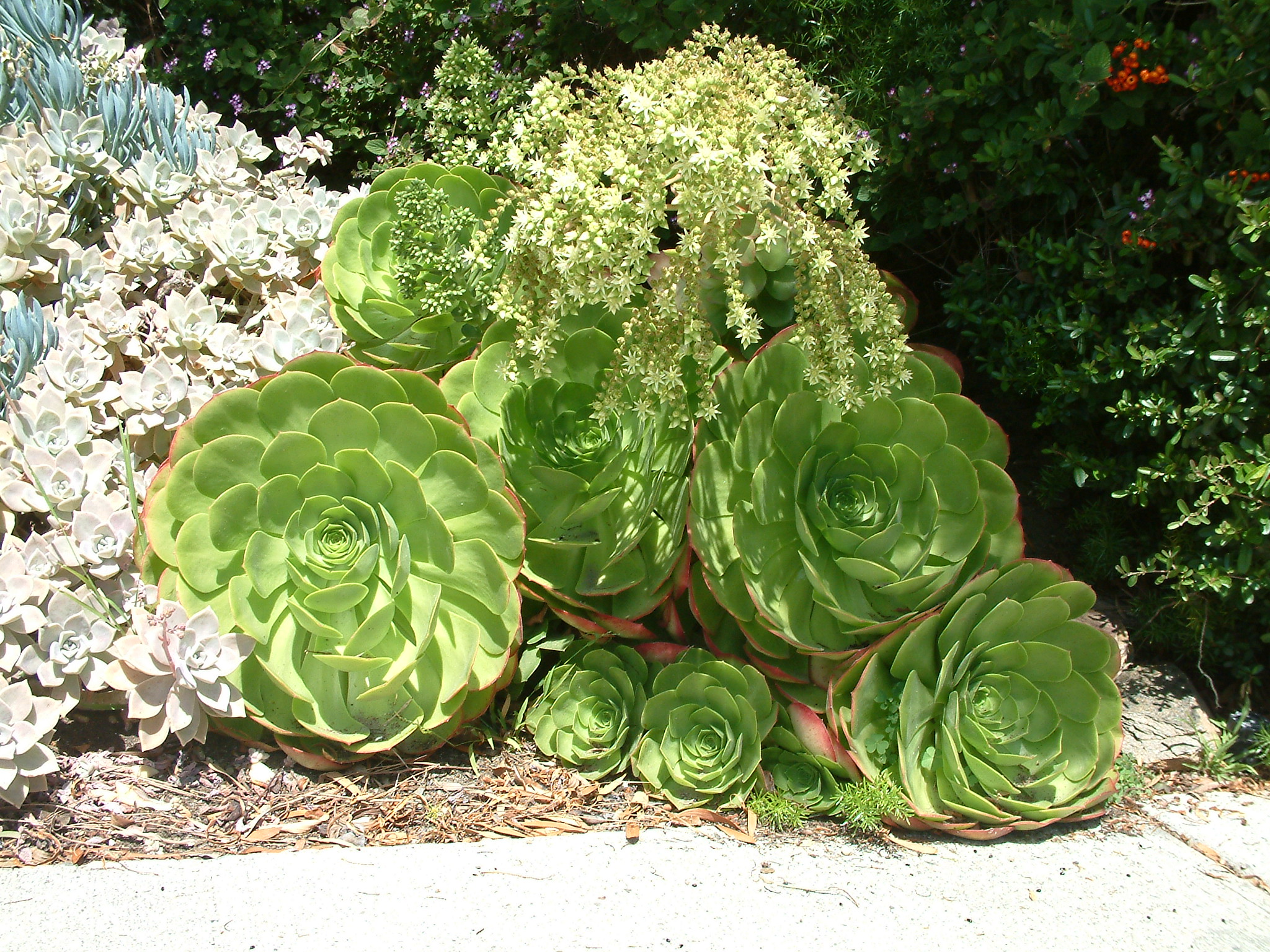 Aeonium cvs. - Aeonium cultivars | PlantMaster