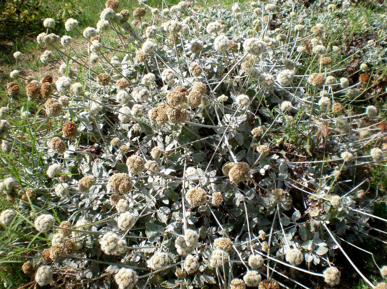 Eriogonum latifolium - Seaside Buckwheat | PlantMaster