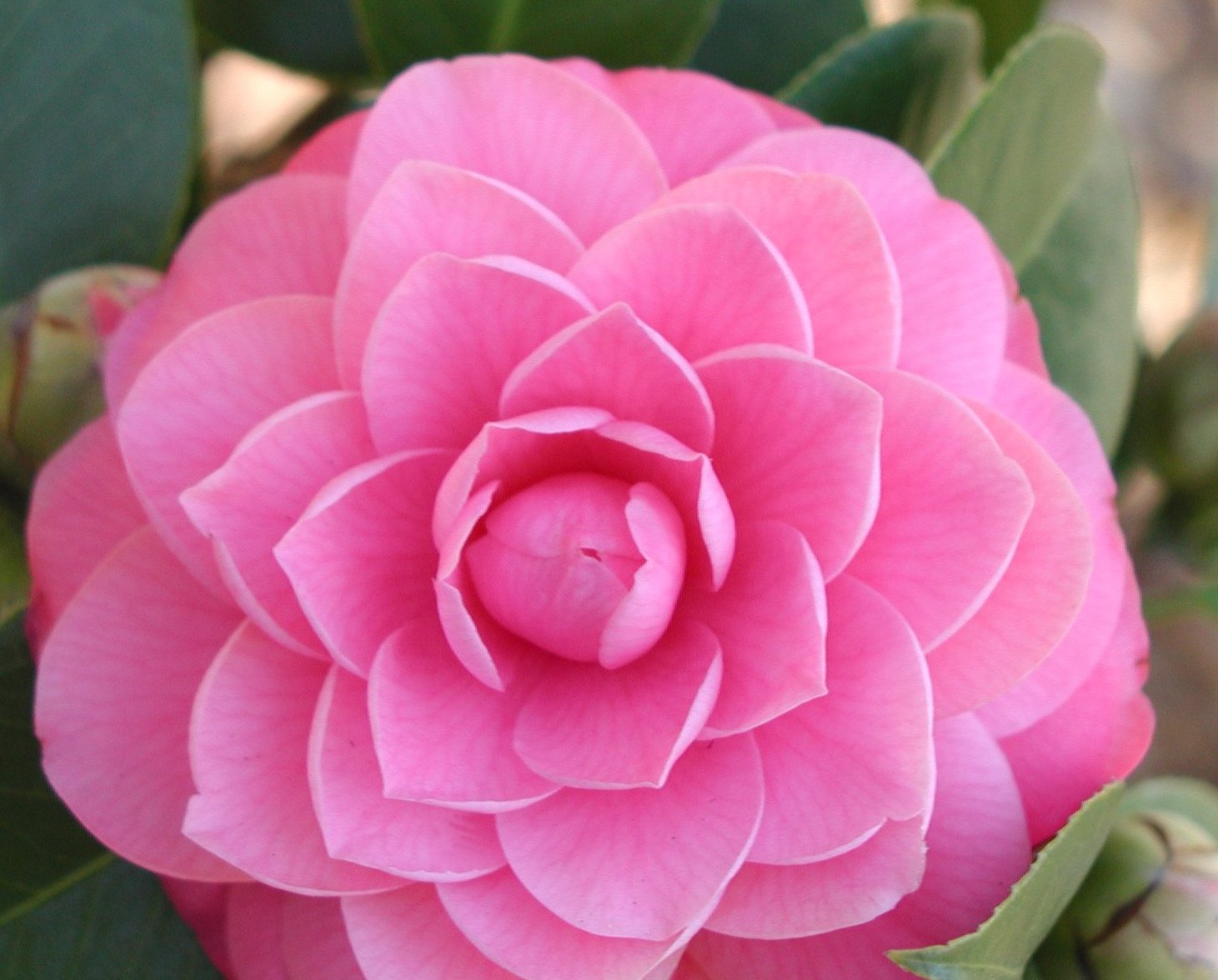 Japanese Camellia Flower CAMELLIA JAPONICA. | Thepalmtreecompany