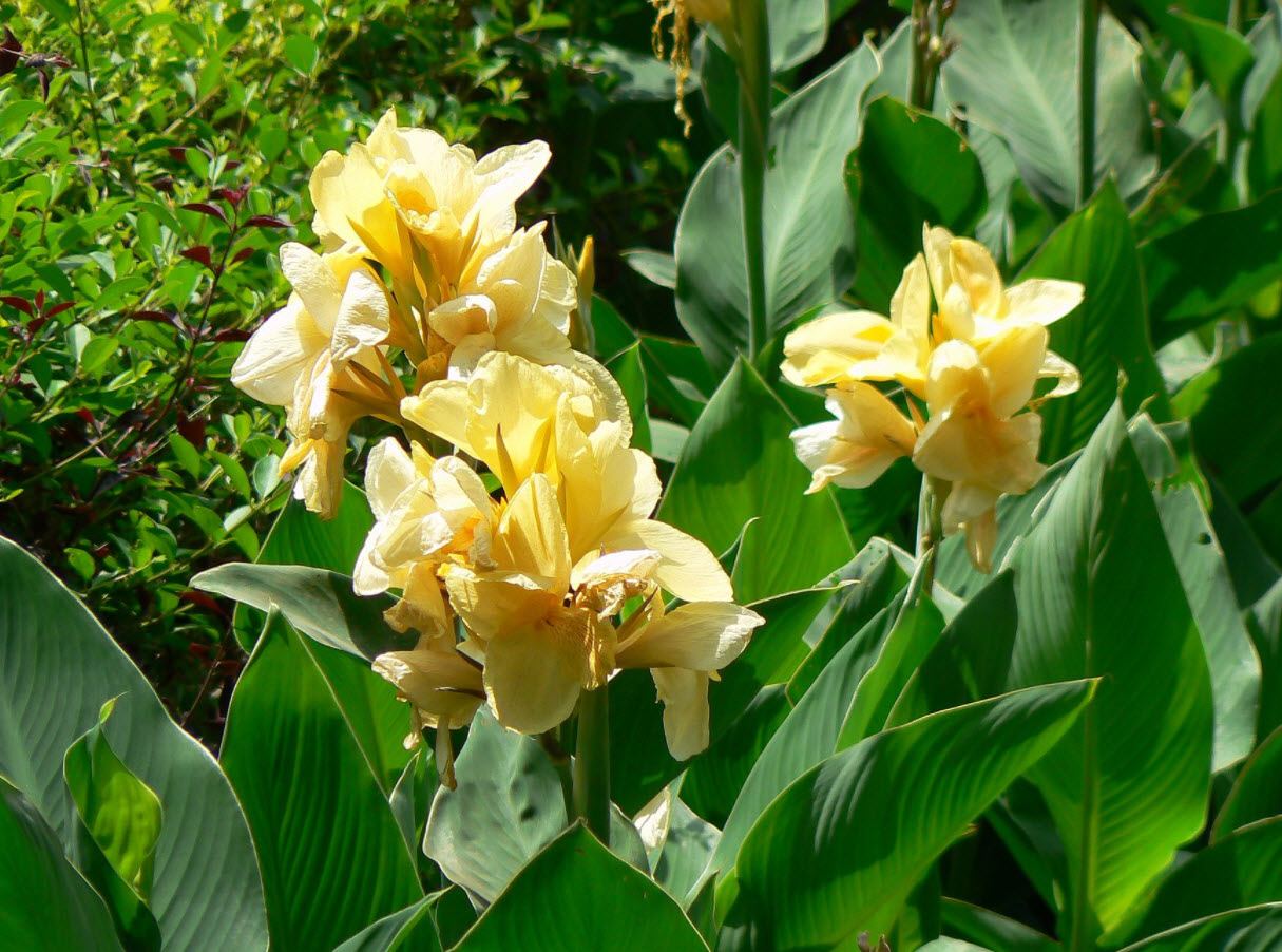 Canna x generalis - Canna | PlantMaster