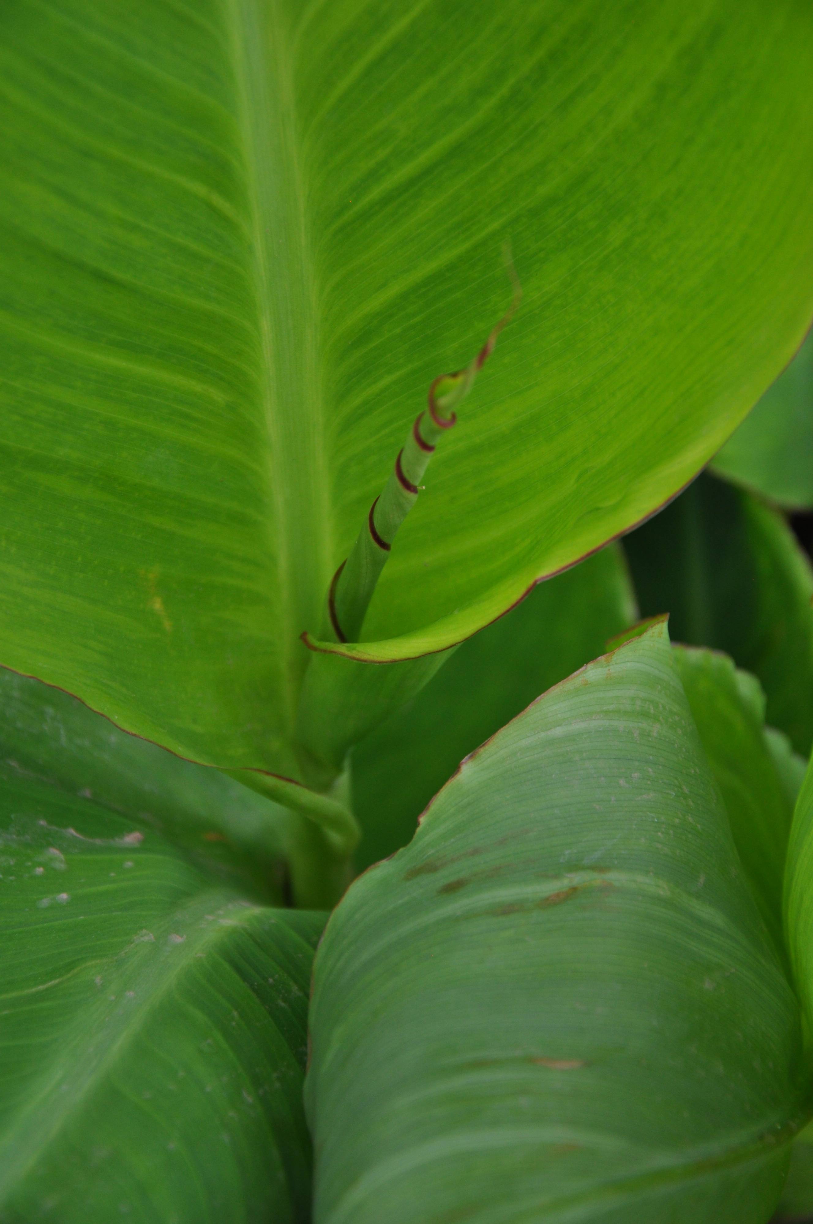 Canna x generalis - Canna | PlantMaster