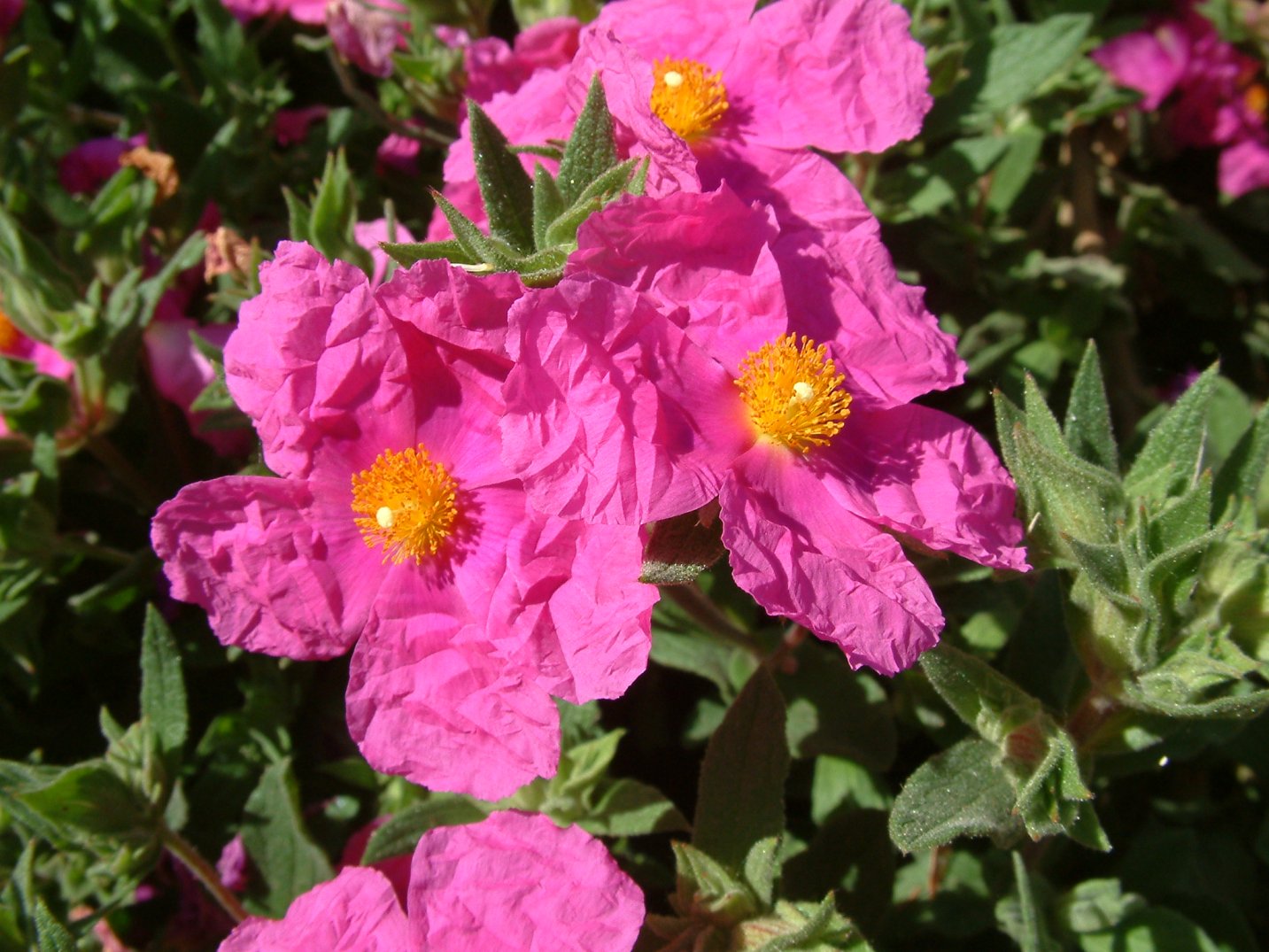 Cistus x pulverulentus 'Sunset' - Sunset Rockrose | PlantMaster
